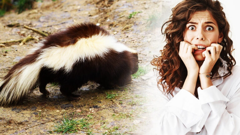 Découvrez 12 méthodes douces pour éloigner les fouines de votre maison ...